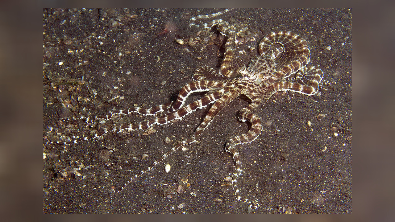 Thaumoctopus mimicus Mimik-Oktopus