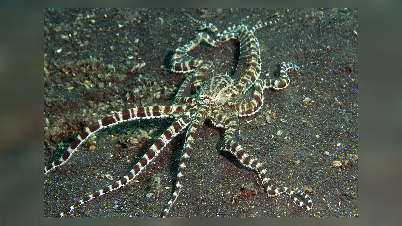 Thaumoctopus mimicus Mimik-Oktopus