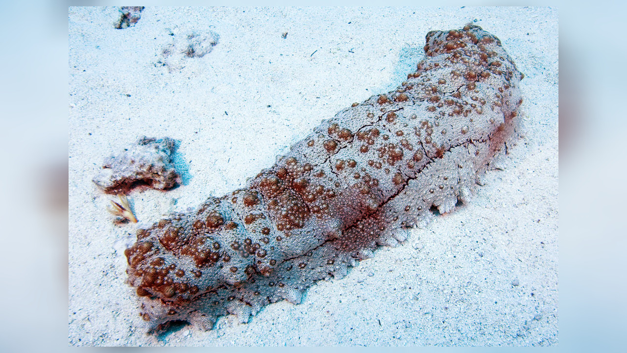 Thelenota anax Amberfish sea cucumber