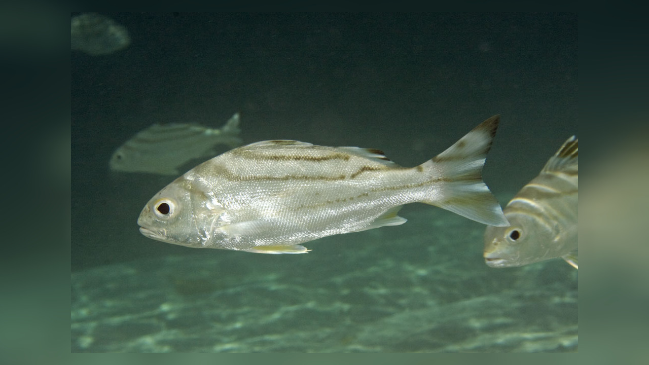 Terapon jarbua Crescent Grunter, Jarbua Terapon, Tiger Perch