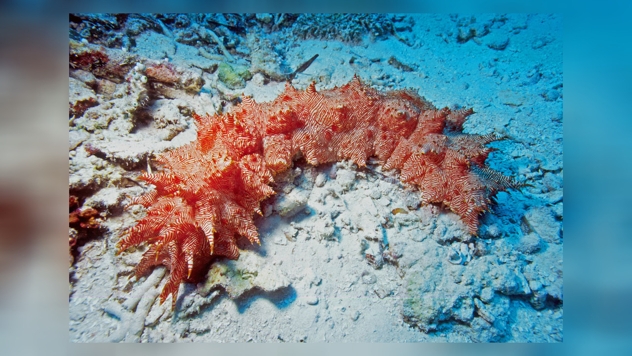 Thelenota rubralineata Rot-gestreifte Seewalze