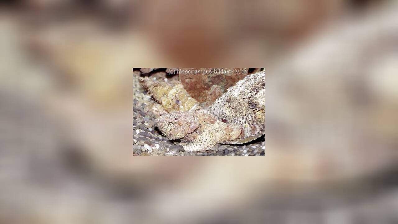 Scorpaenopsis neglecta Scorpaenopsis neglecta