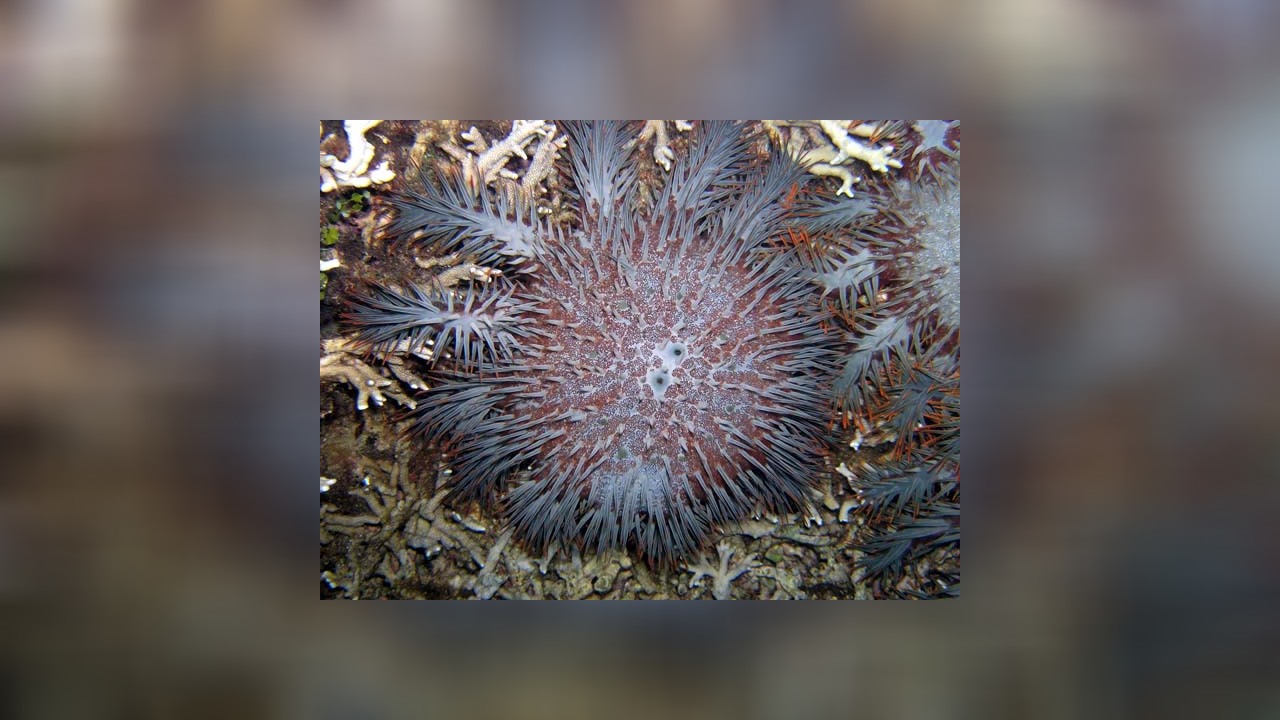 Acanthaster planci Crown of thorns starfish