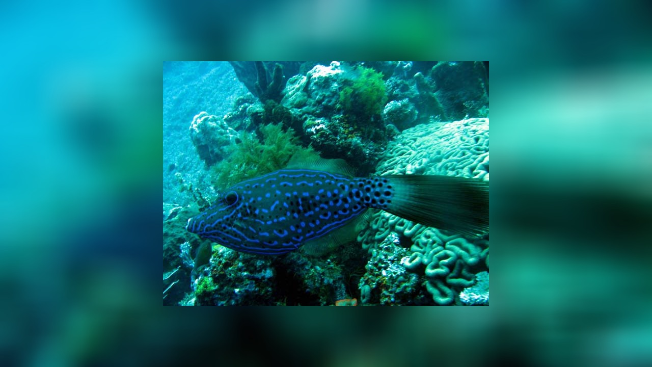 Aluterus scriptus Broom-tail File, Broomtail Filefish, Filefish ...