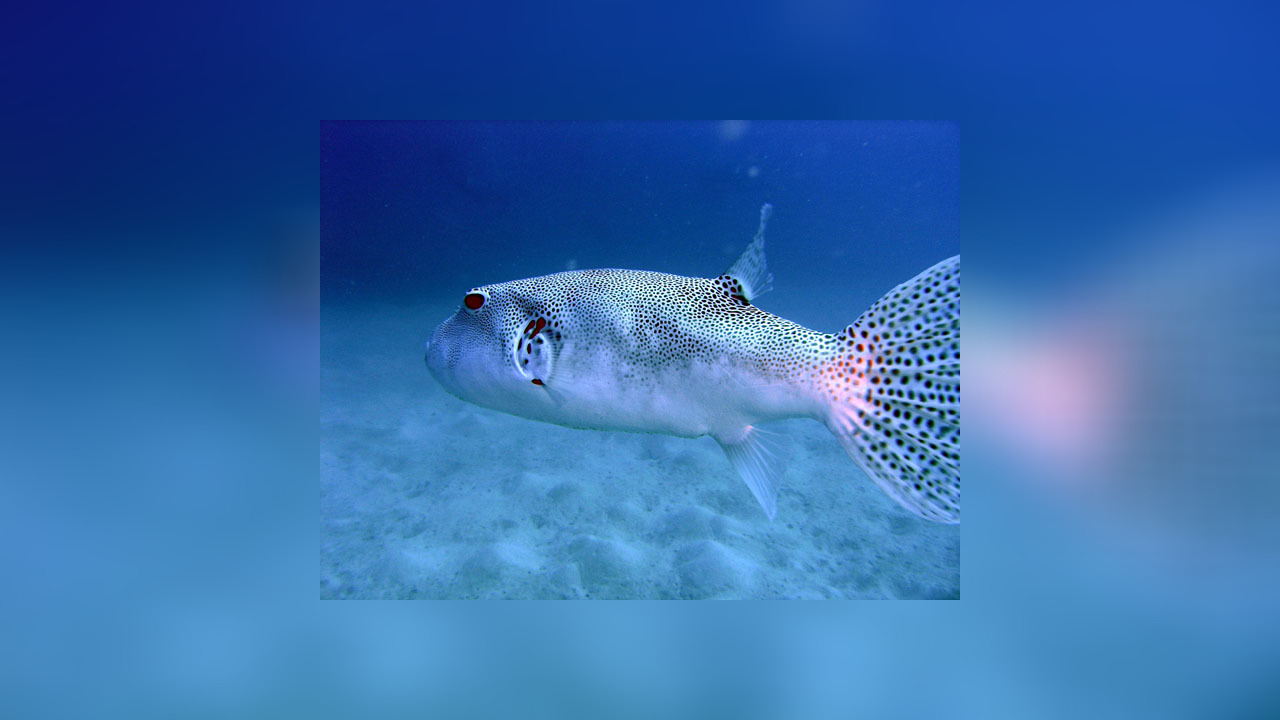 Arothron stellatus Star Blaasop, Staring Blow Fish, Star Puffer, Starry ...