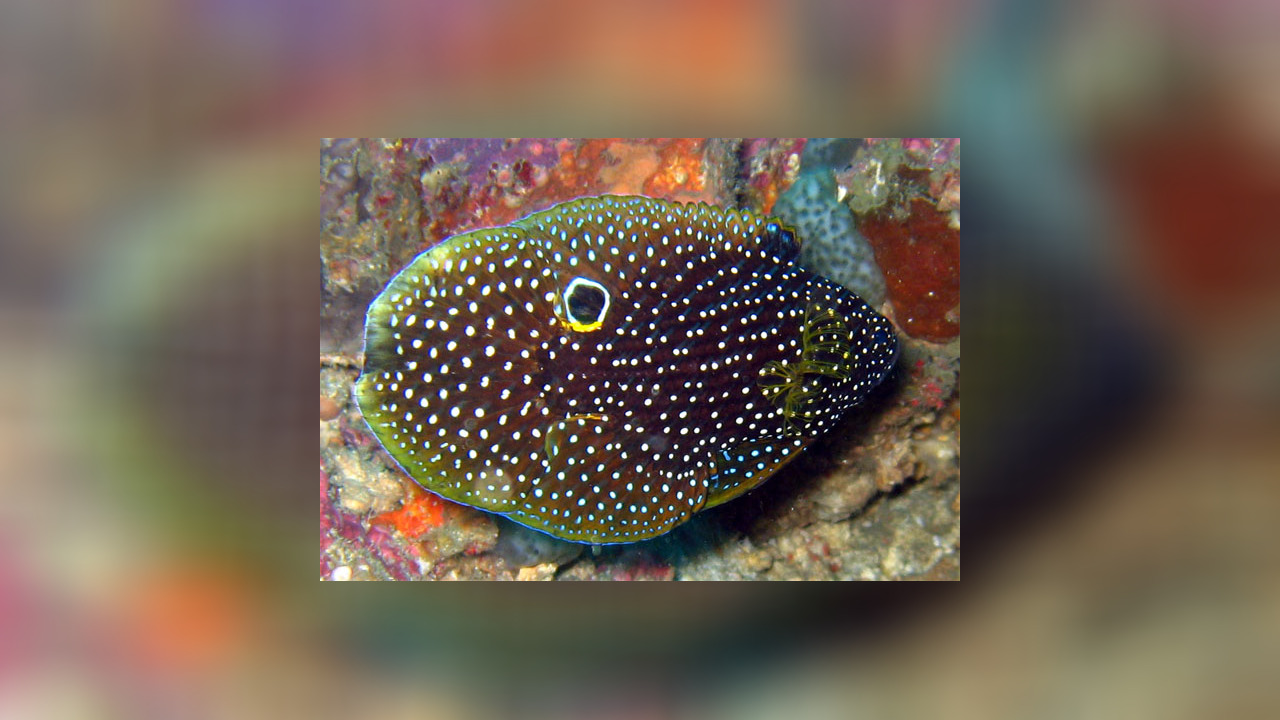 Calloplesiops altivelis Echter Mirakelbarsch