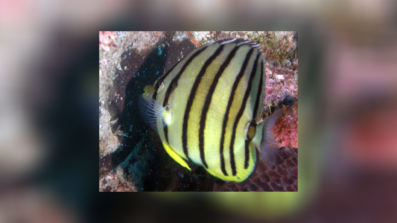 Chaetodon octofasciatus Achtbinden-Falterfisch
