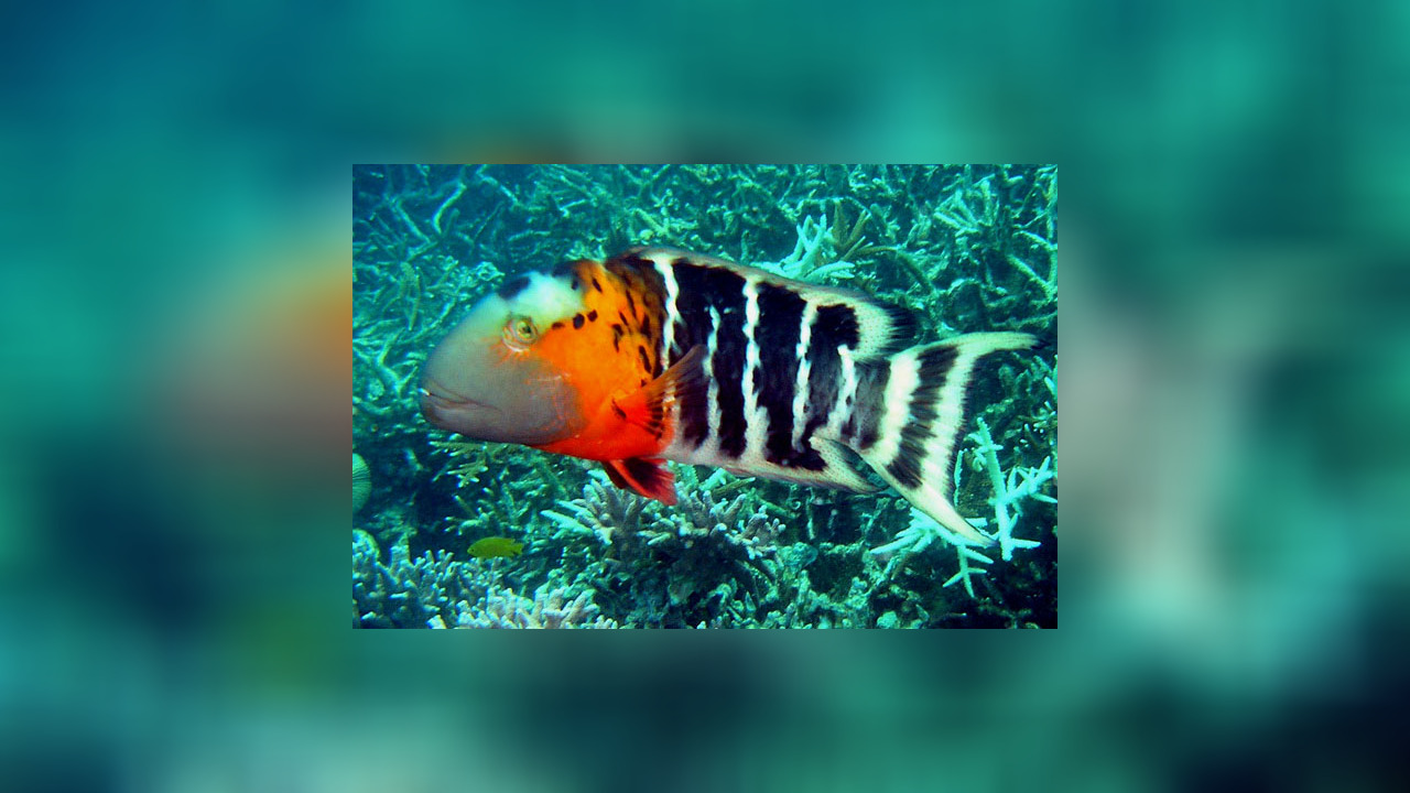 Cheilinus fasciatus Banded maori wrasse, Floral wrasse, Red-banded ...