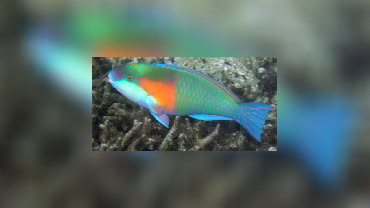 Chlorurus bowersi Bower´s Papageifisch