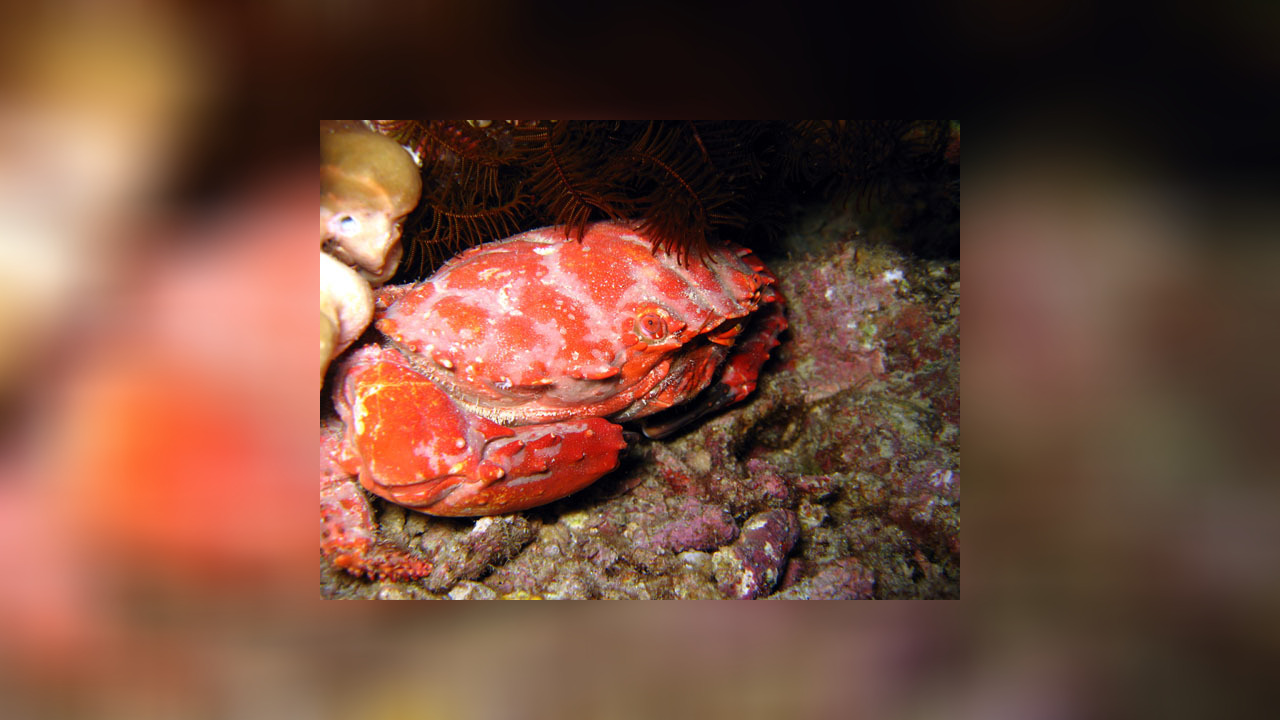 Etisus splendidus splendid pebble crab