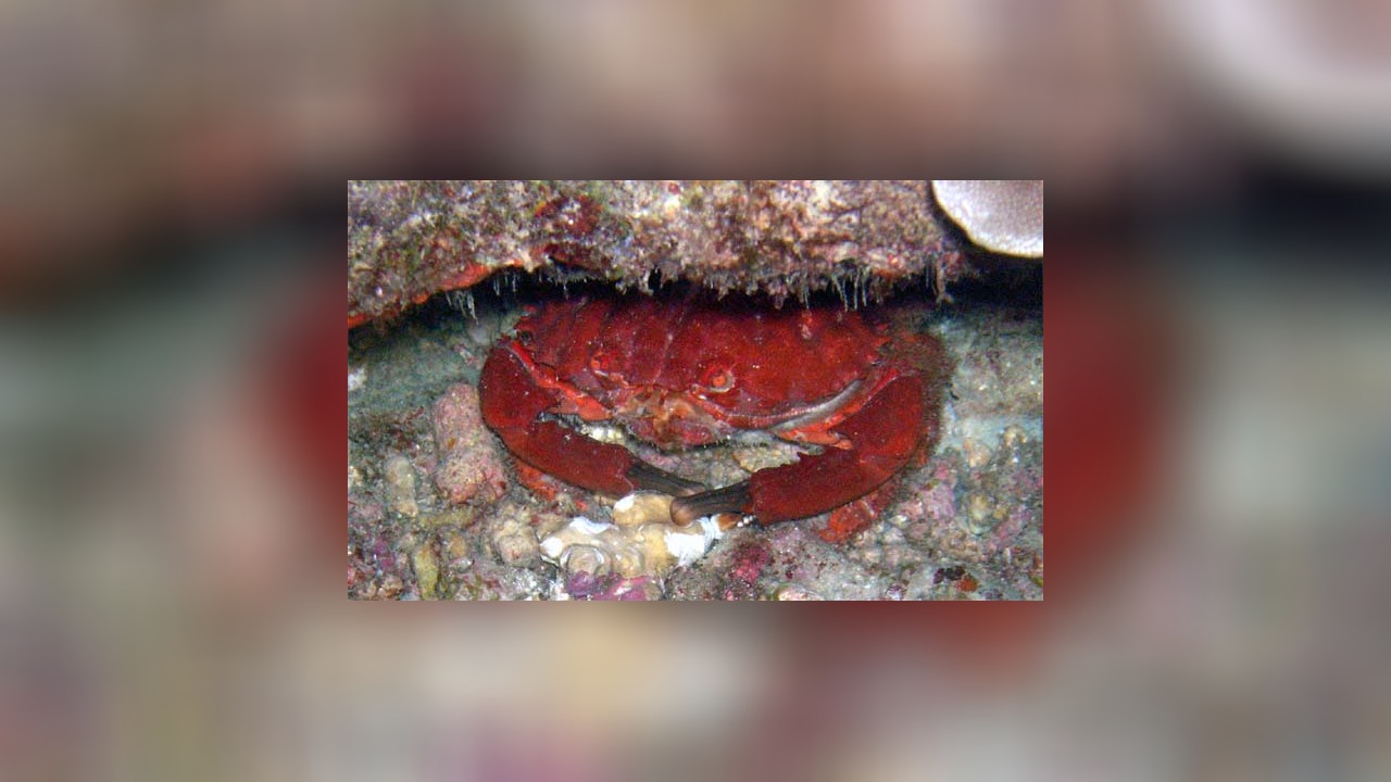 Etisus splendidus splendid pebble crab
