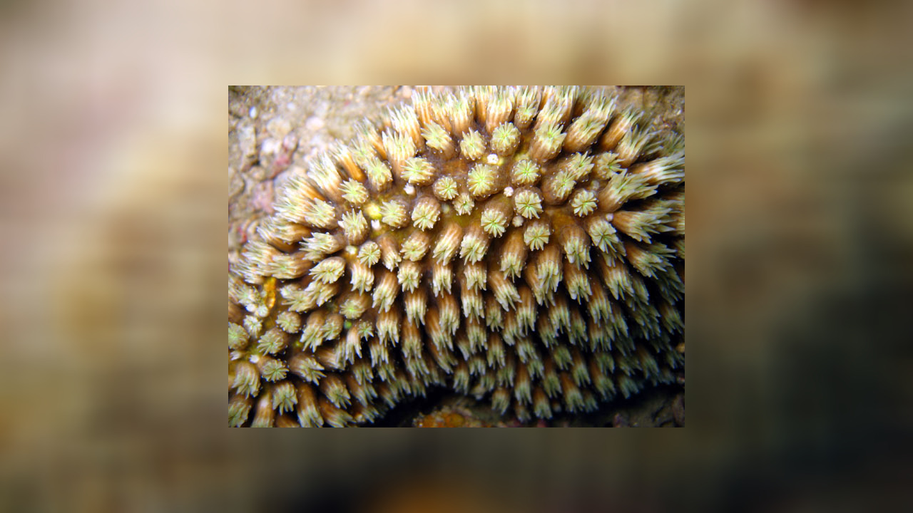 Galaxea fascicularis