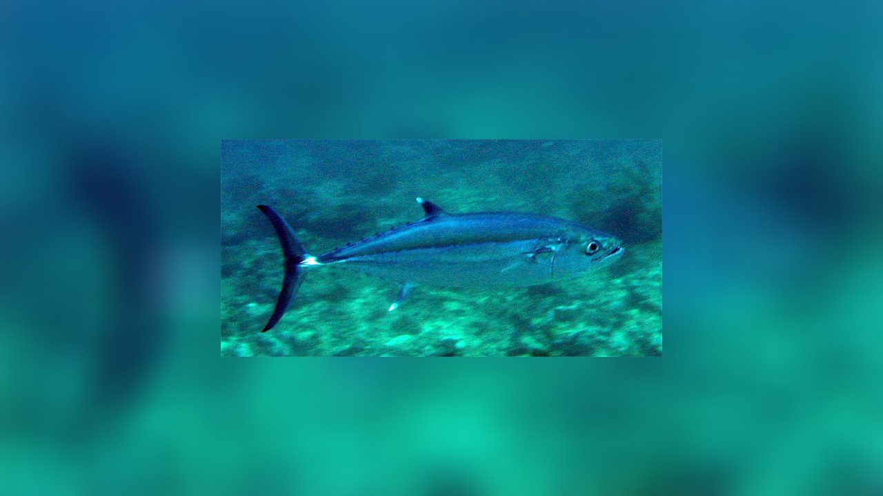 Gymnosarda unicolor Dog-tooth Tuna, Peg-tooth Tuna, Scaleless Tuna ...