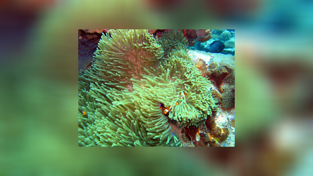 Heteractis magnifica Prachtanemone oder Mauritiusanemone