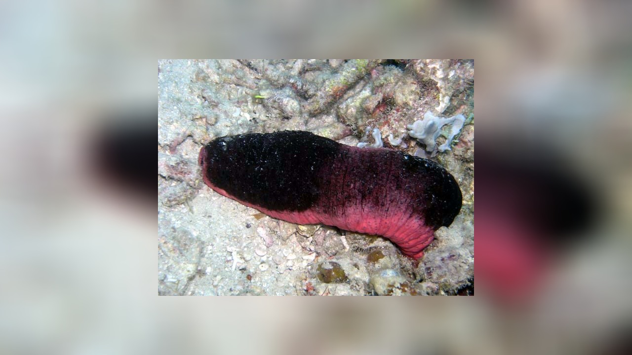 Holothuria (Halodeima) edulis Rosafarbene Seegurke