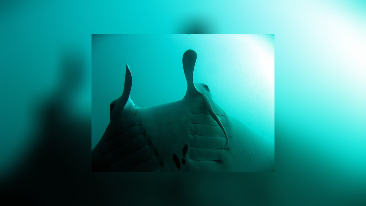 Manta birostris Mantarochen - Teufelsrochen