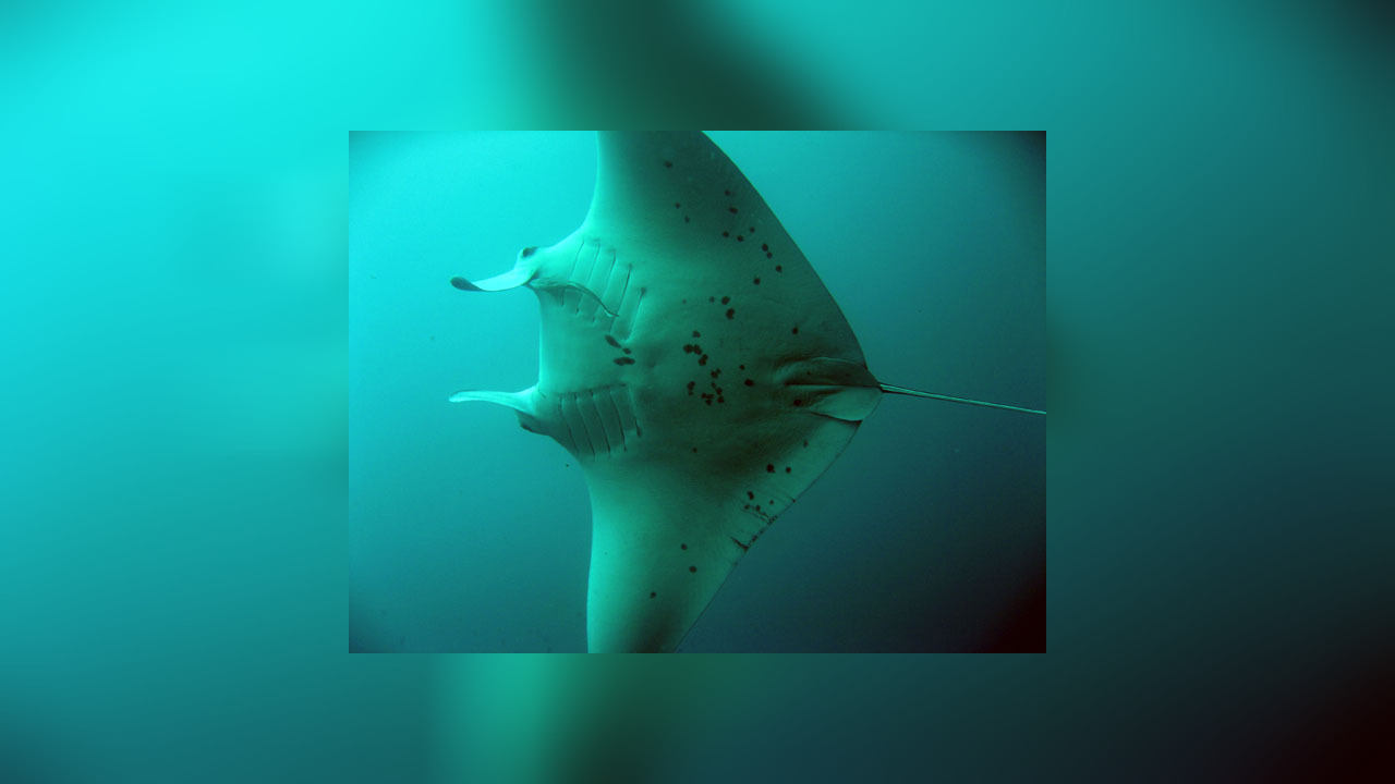 Manta birostris Mantarochen - Teufelsrochen