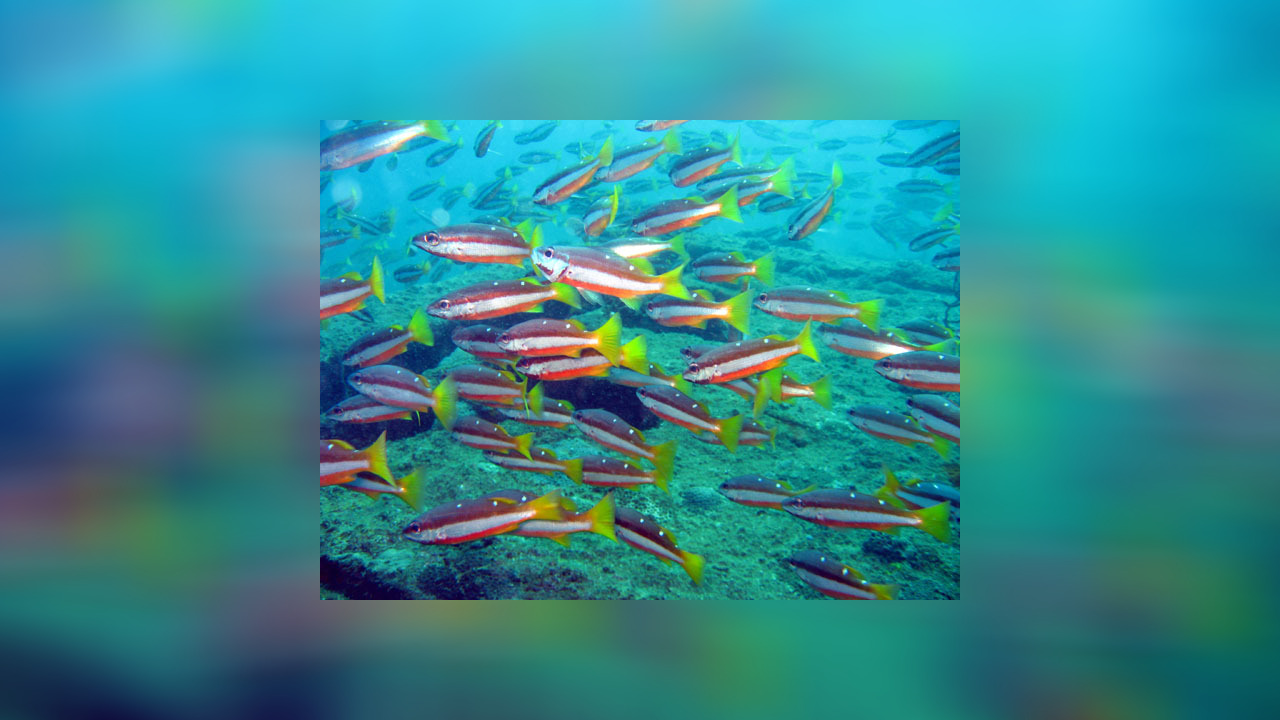 Lutjanus biguttatus Two-spot Banded Seaperch, Two-spot Banded Snapper ...