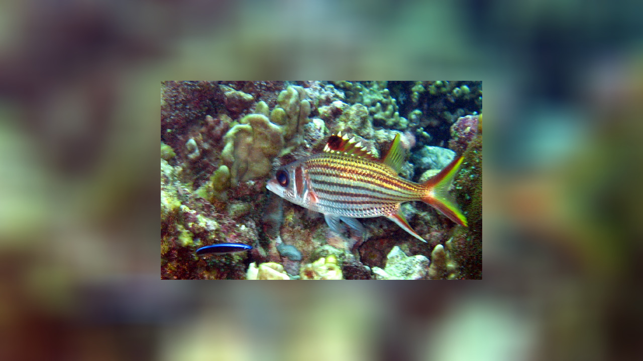 Neoniphon sammara Blutfleck-Husar