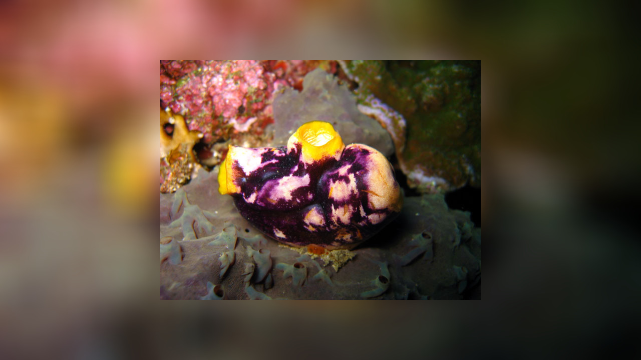 Polycarpa aurata Goldseescheide