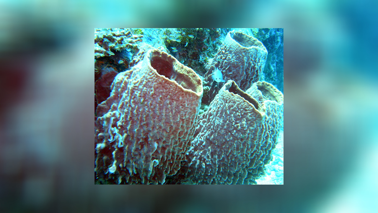 Xestospongia testudinaria barrel sponge
