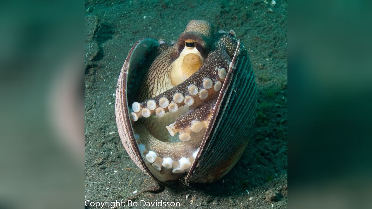 Amphioctopus marginatus Veined octopus, Coconut Octopus