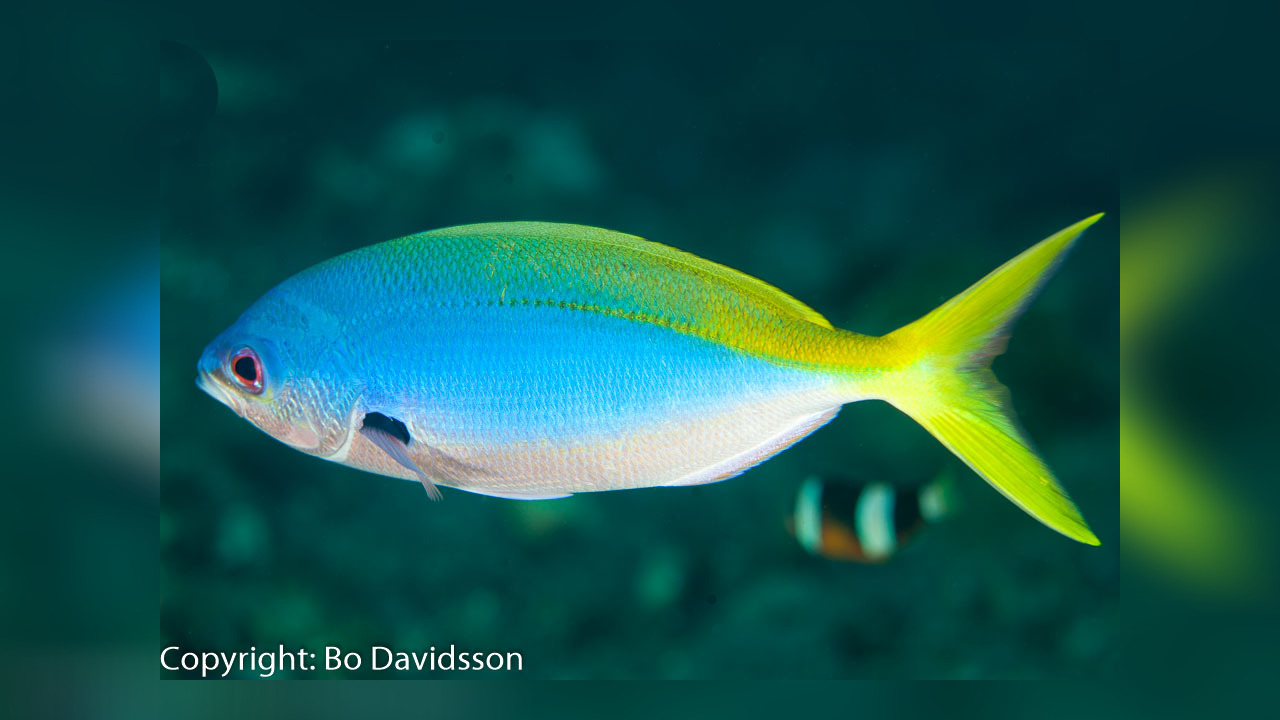 Caesio teres Blue and Gold Fusilier, Yellow and Blueback Fusilier ...