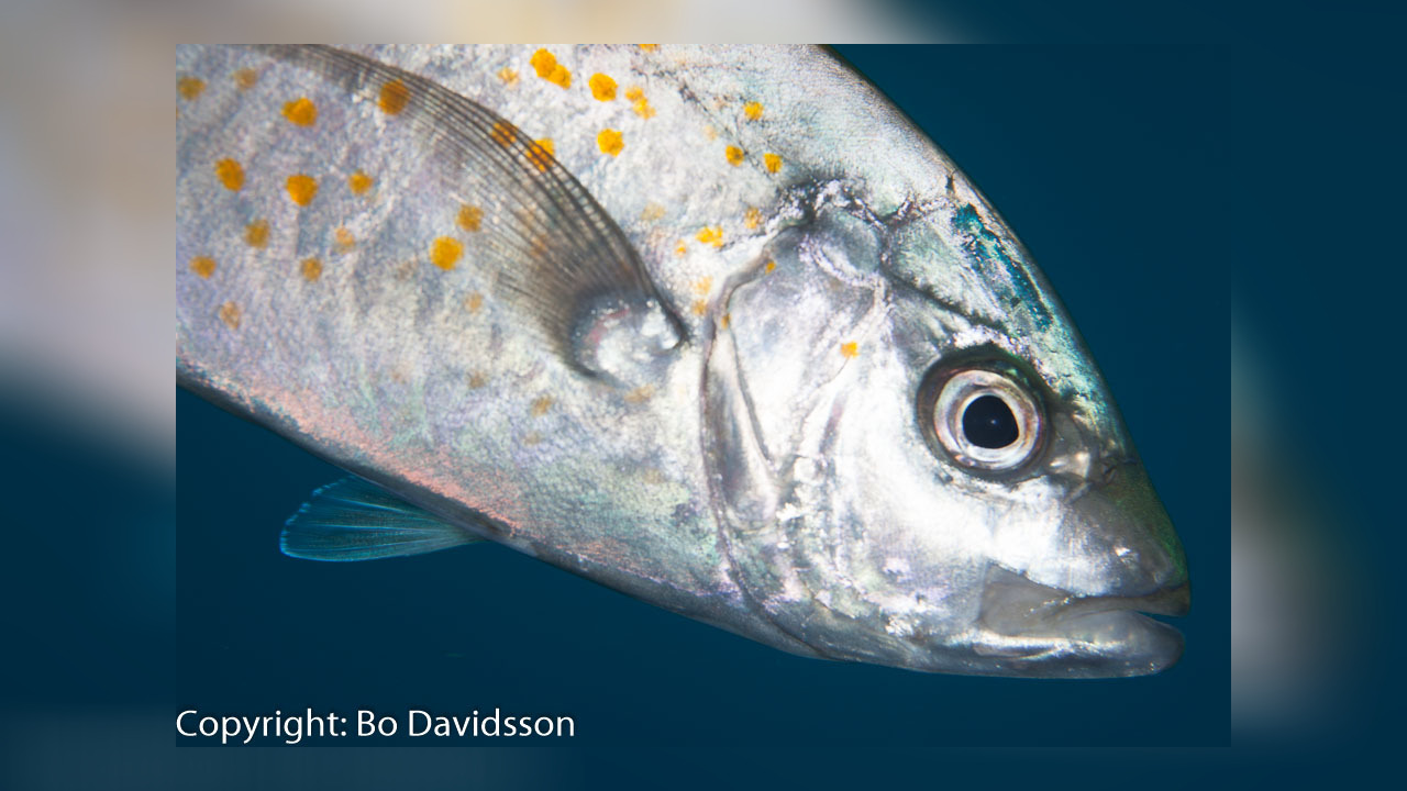 Carangoides bajad Gold-spotted trevally, Orangespotted Trevally