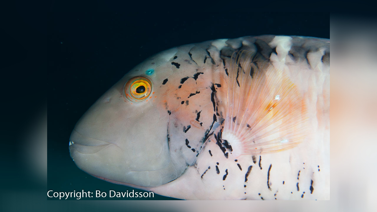 Cheilinus fasciatus Banded maori wrasse, Floral wrasse, Red-banded ...