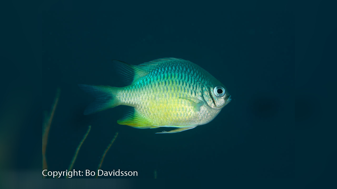 Chromis atripectoralis Black-axil chromis