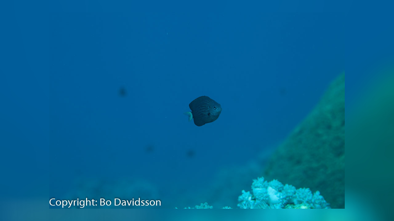 Chromis pembae Pemba chromis