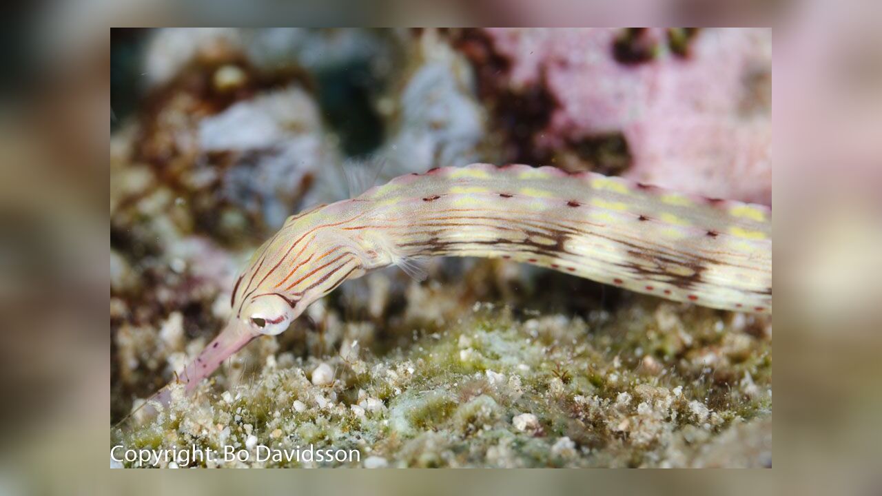 Corythoichthys polynotatus Many-spotted pipefish