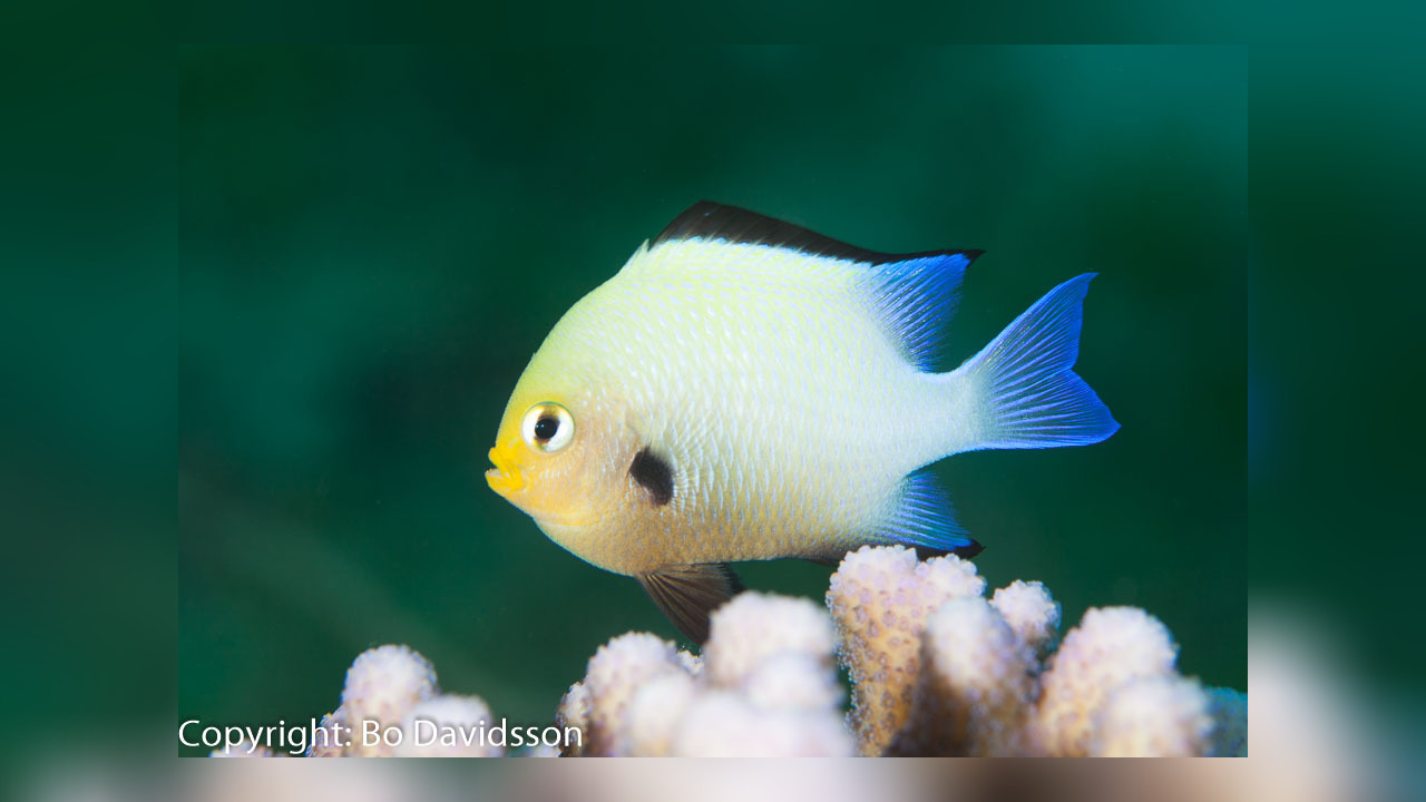 Dascyllus marginatus Marginate dascyllus