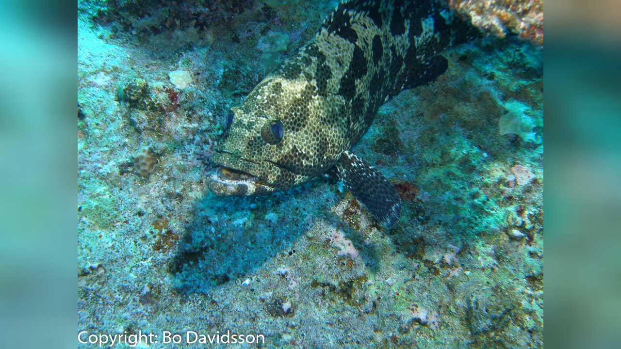 Epinephelus polyphekadion Disguised grouper, Blue-tailed Cod ...