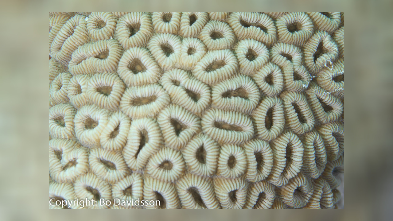 Dipsastraea favus Stony Coral