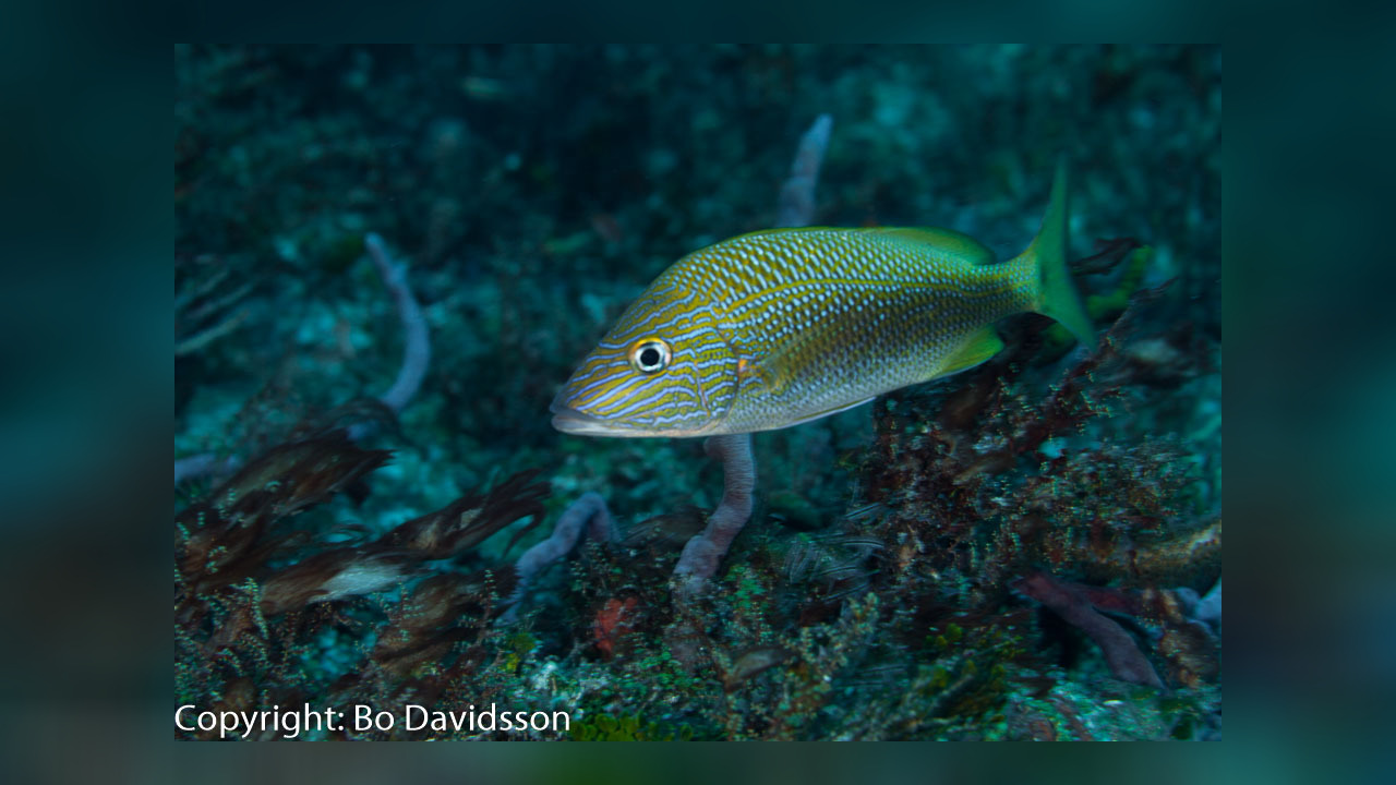 Haemulon plumieri Boar Grunt, Common Grunt, Grey Grunt, Grunt, Jolle ...