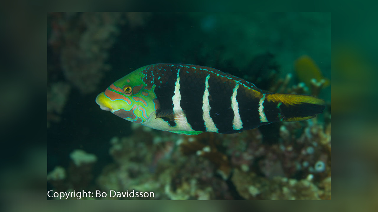 Hemigymnus fasciatus Banded thicklip, Barred thicklip, Barred thicklip ...
