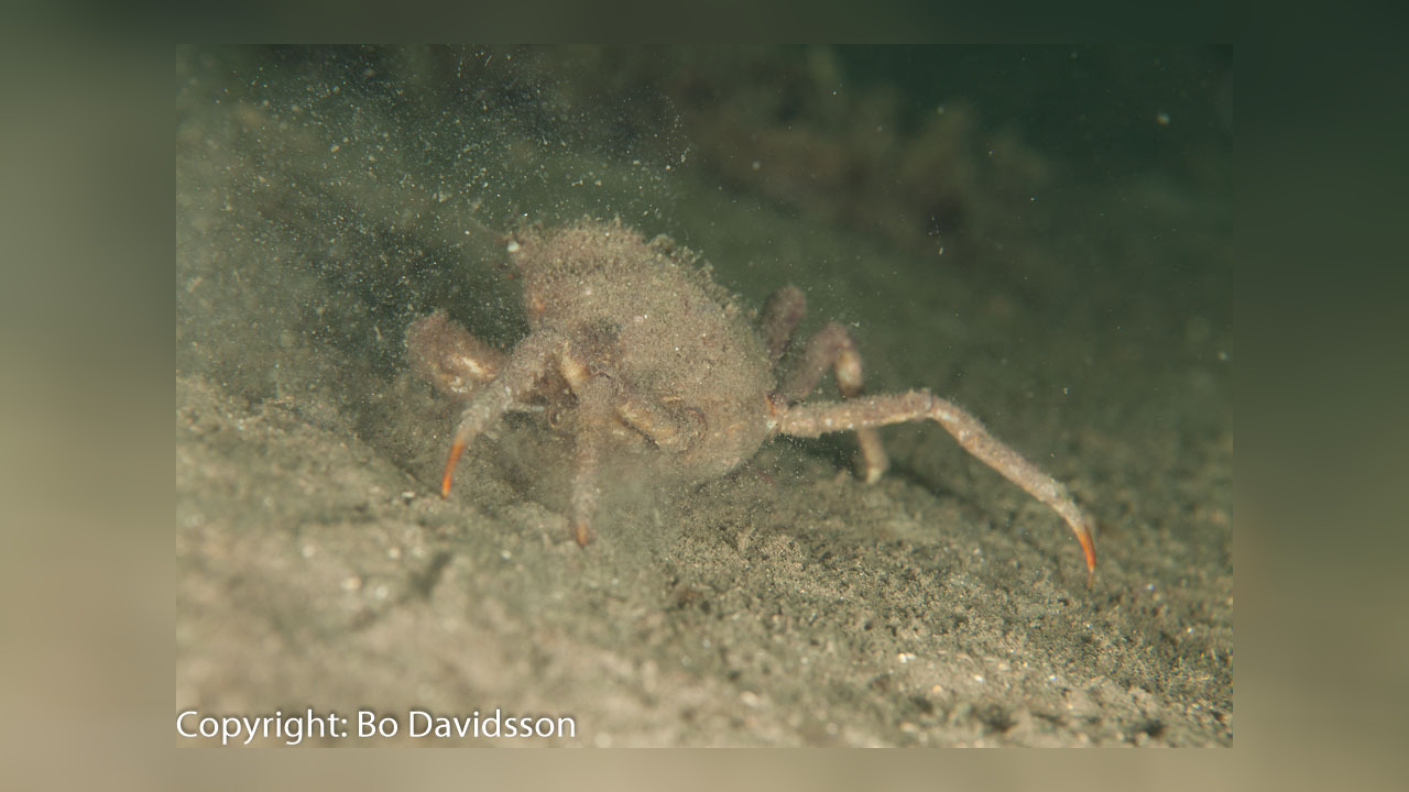 Hyas araneus great spider crab, Atlantic lyre crab