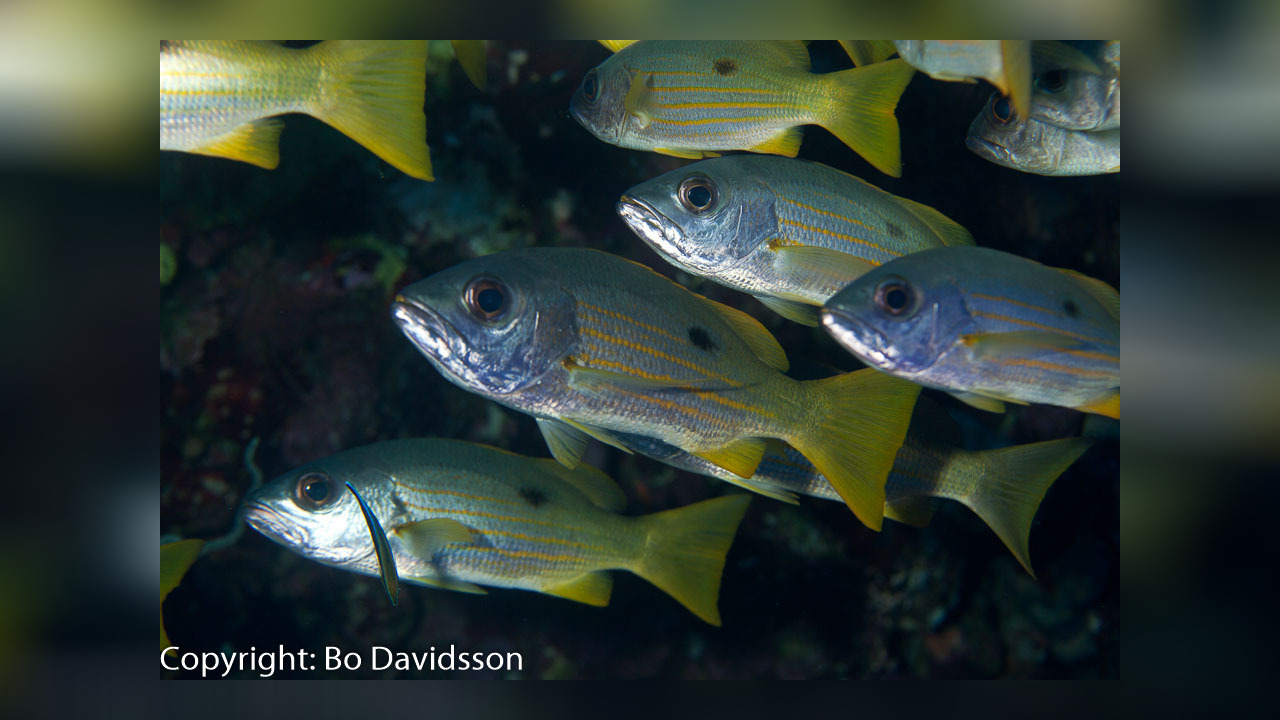 Lutjanus ehrenbergii (Black-spot Snapper, Blackspot Snapper, Ehrenberg ...