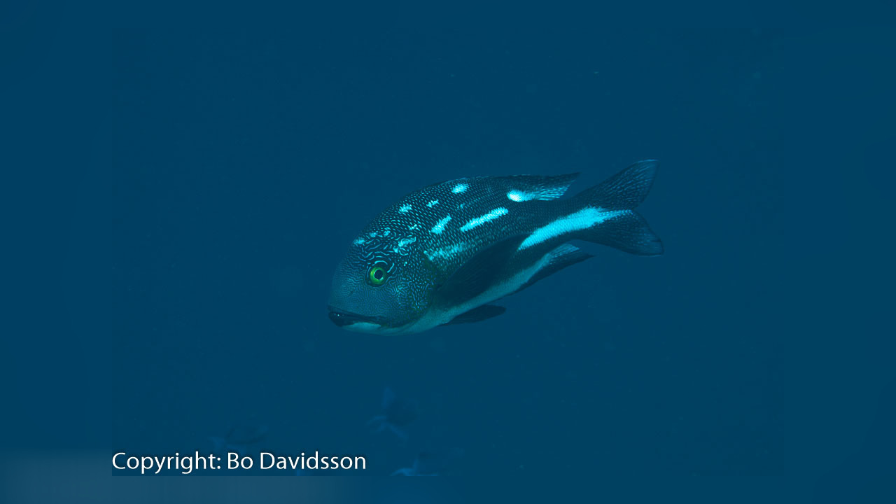 Macolor macularis Midnight Snapper, Midnight Seaperch