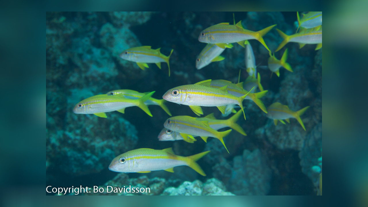 Mulloidichthys vanicolensis Banded goatfish, Flame goatfish, Goatfish ...