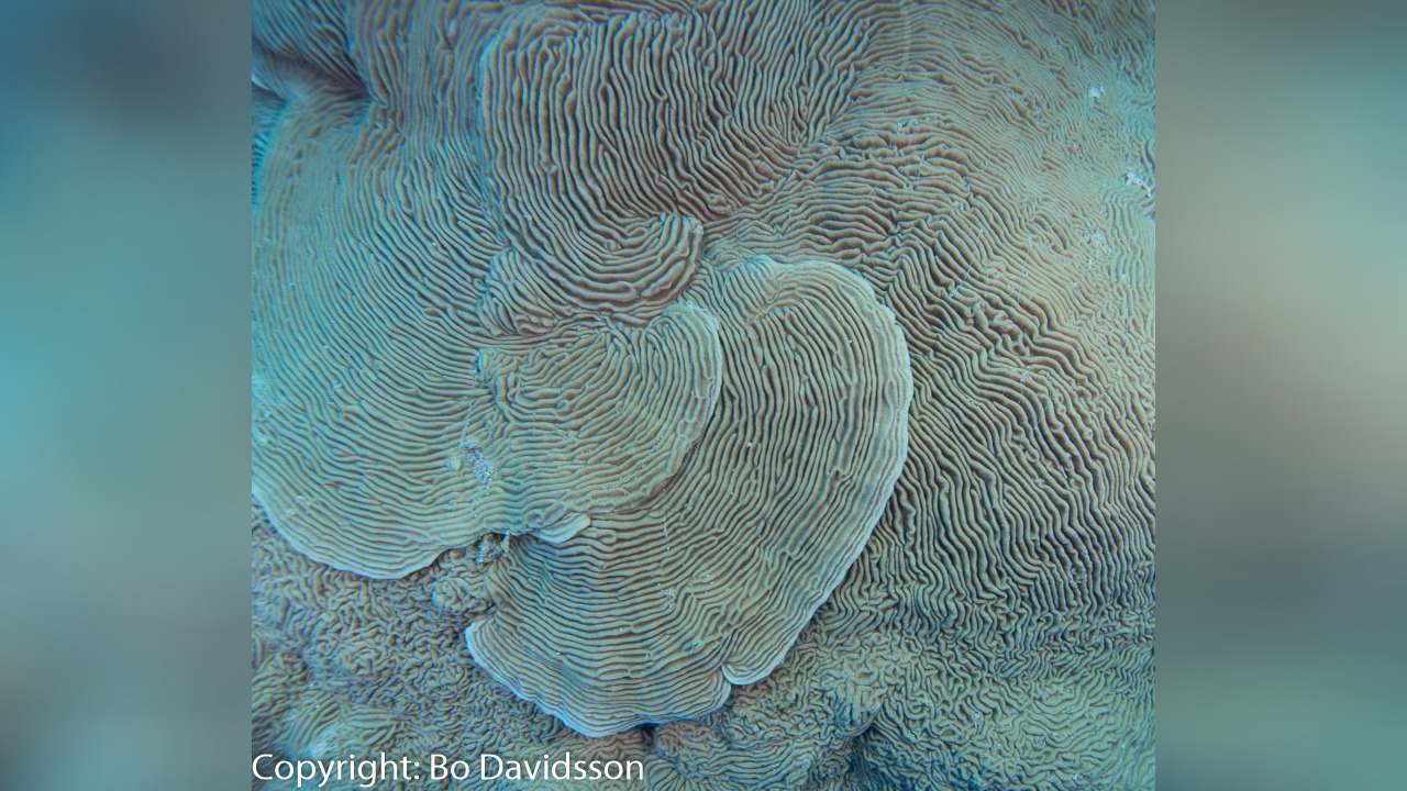 Pachyseris speciosa Hard coral
