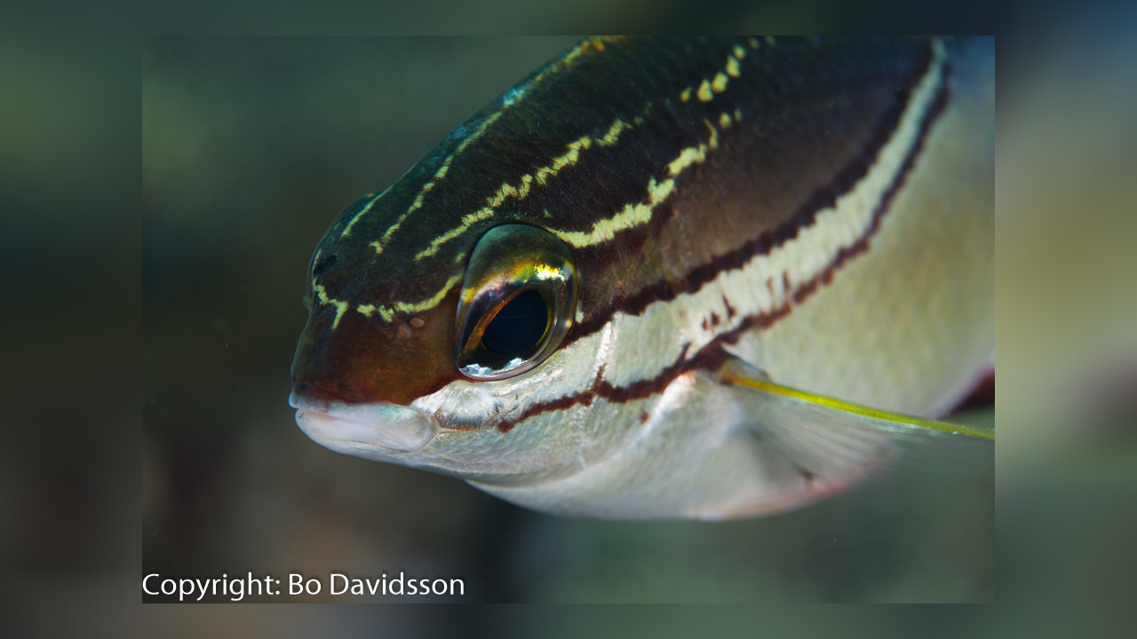 Scolopsis bilineata Bridled Monacle Bream, Bridled Spine-cheek, Double ...