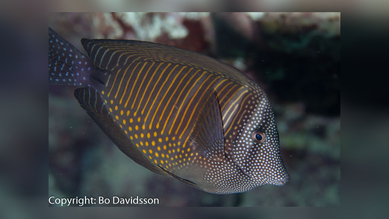 Zebrasoma desjardinii Indischer Segelflossendoktor