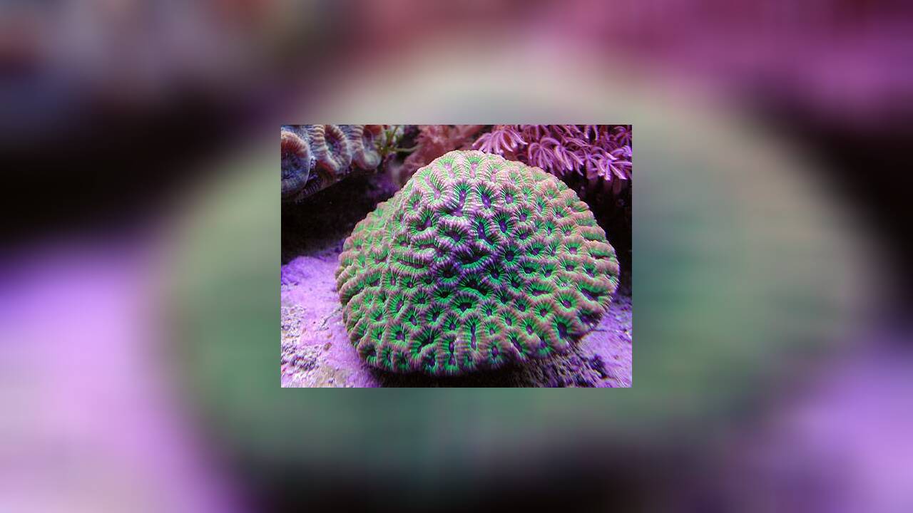 Oulophyllia bennettae Oulophyllia bennettae