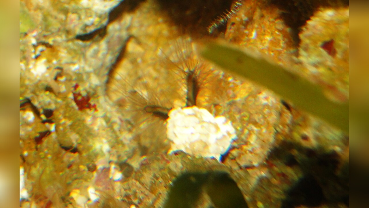 Lygdamis sp. Devil worm,Honeycomb worm