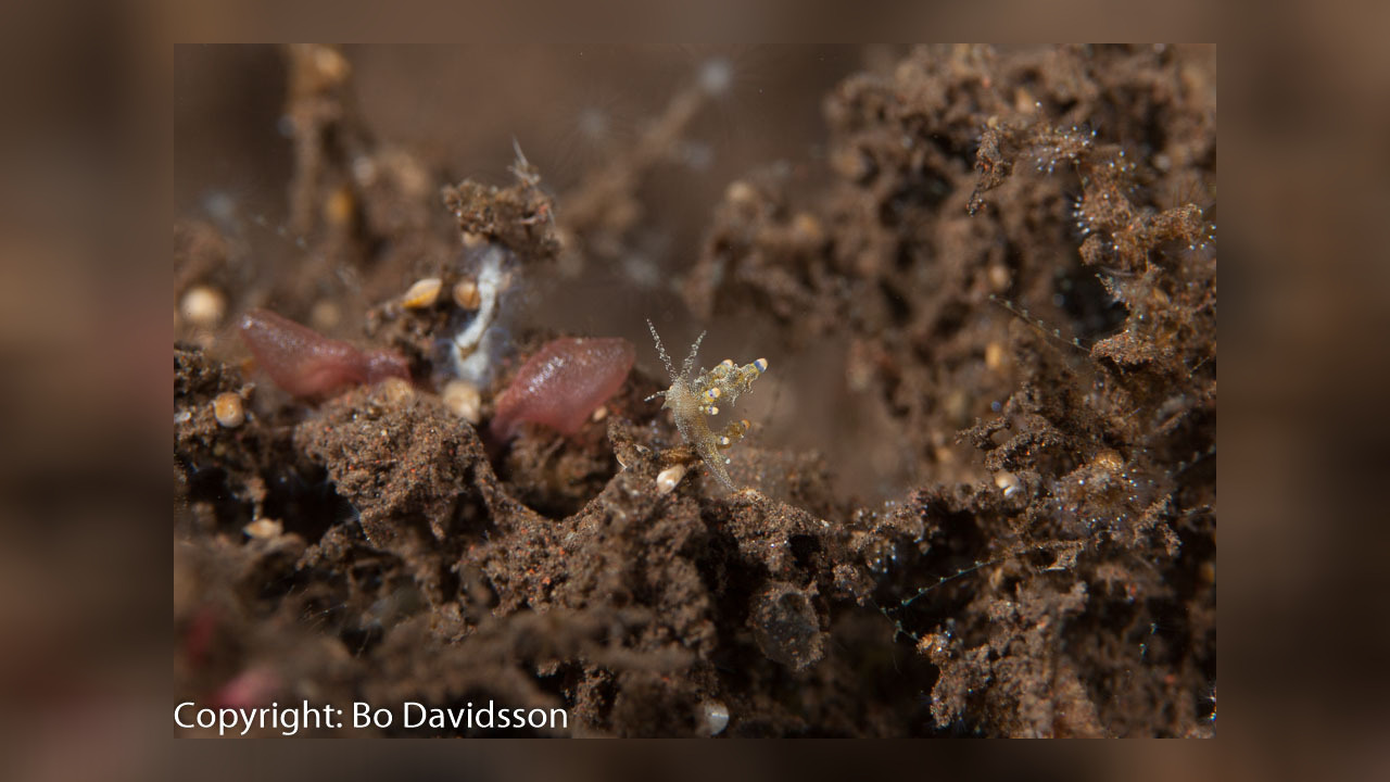 Eubranchus mandapamensis Aeolid Nudibranch
