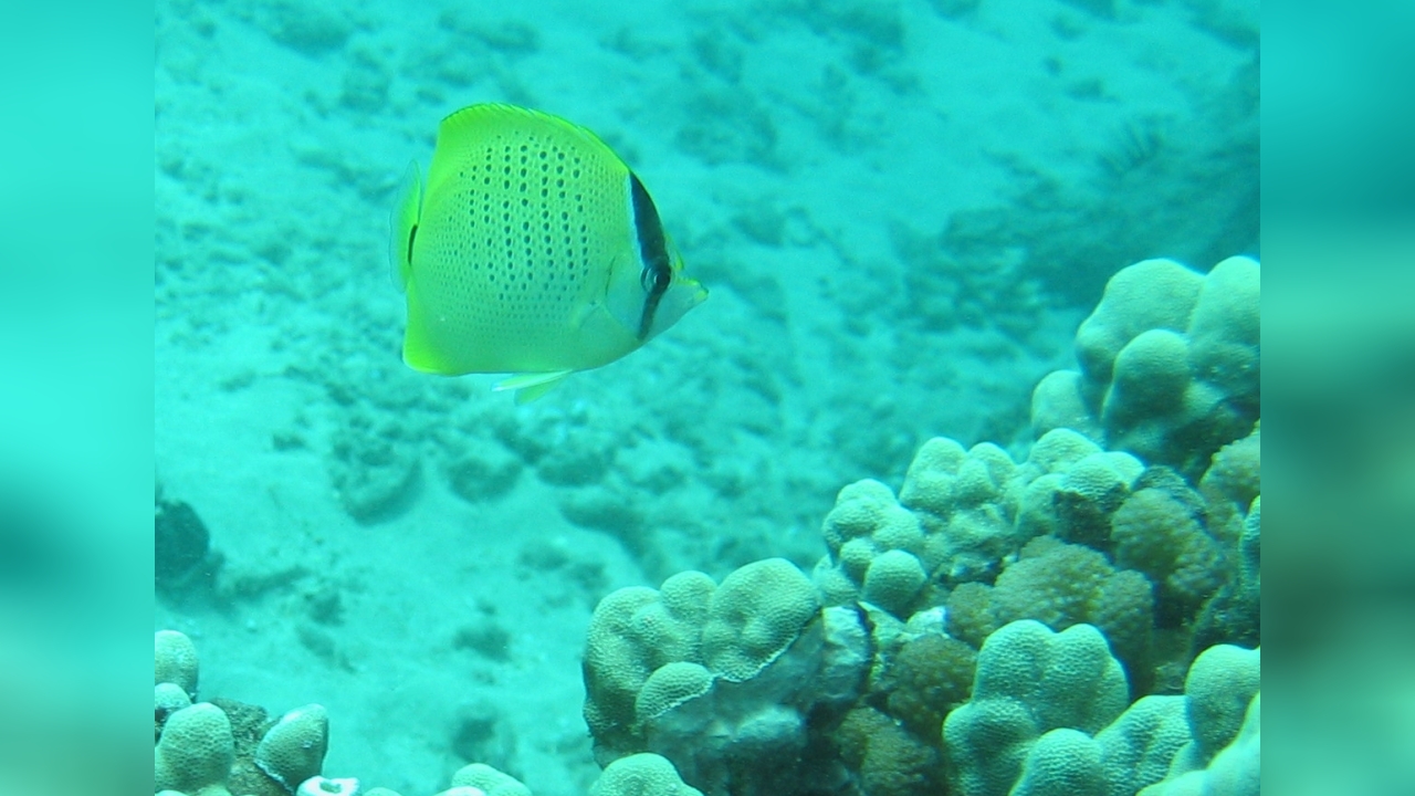Chaetodon miliaris Millet butterflyfish