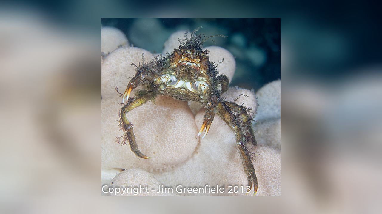 Hyas araneus great spider crab, Atlantic lyre crab