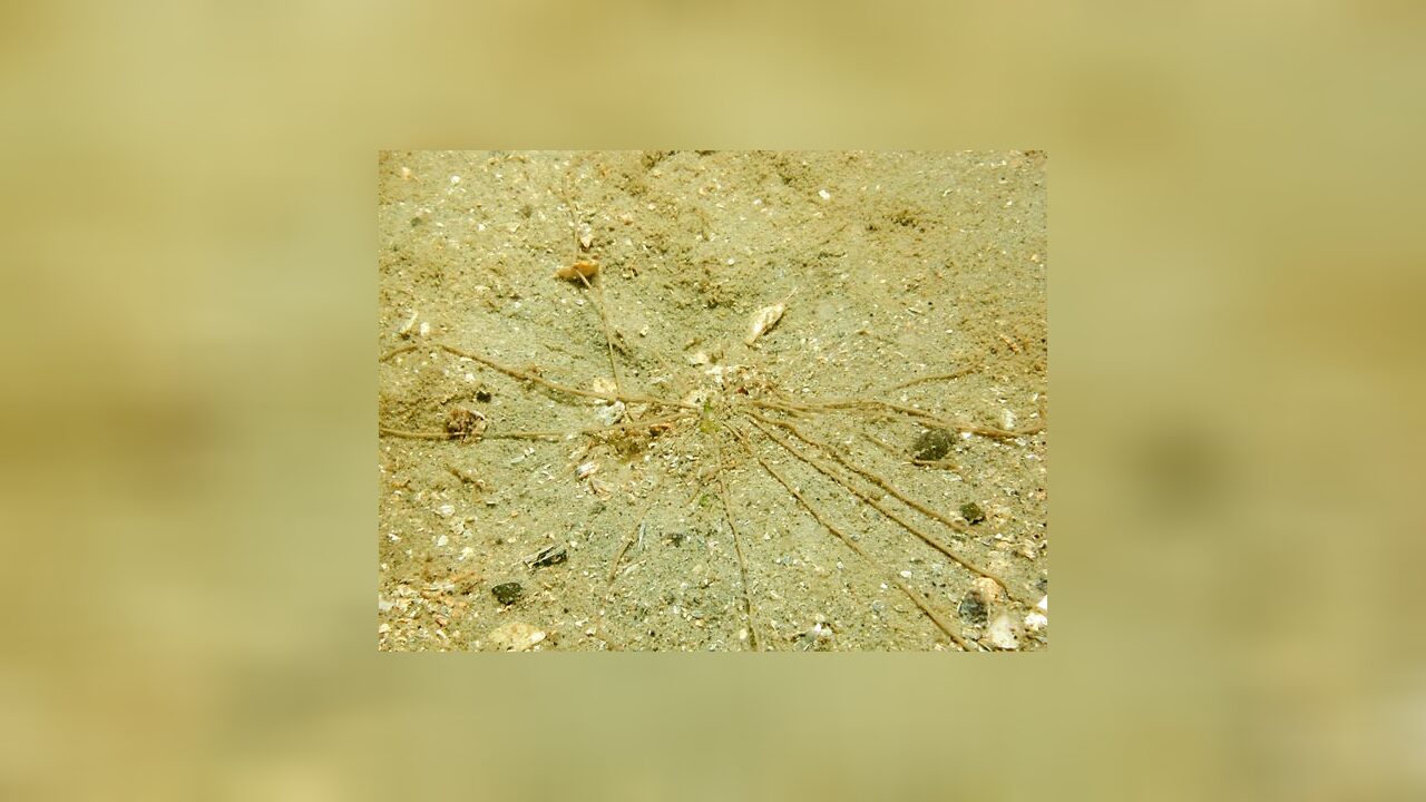 Neoamphitrite figulus Töpferin